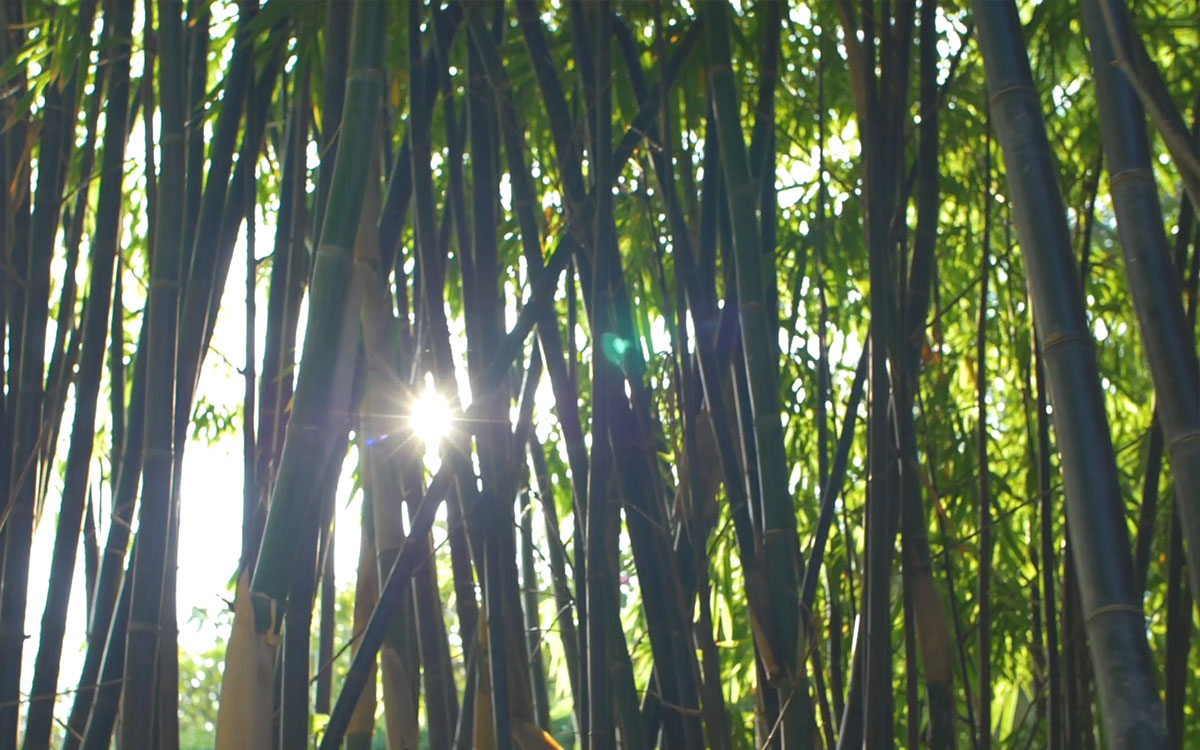 Unusual Materials: Bamboo - Frovi